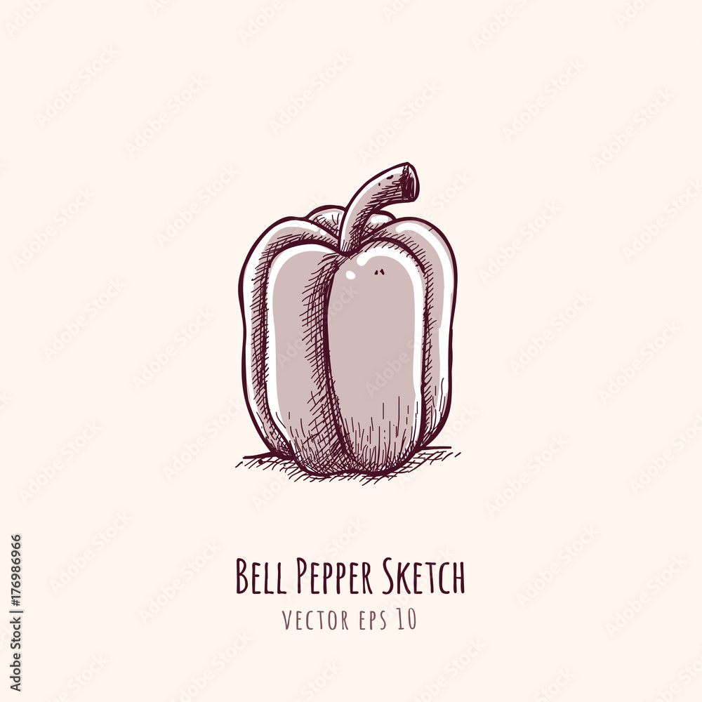 Bell pepper sketch drawing vector illustration Stock Vector | Adobe Stock