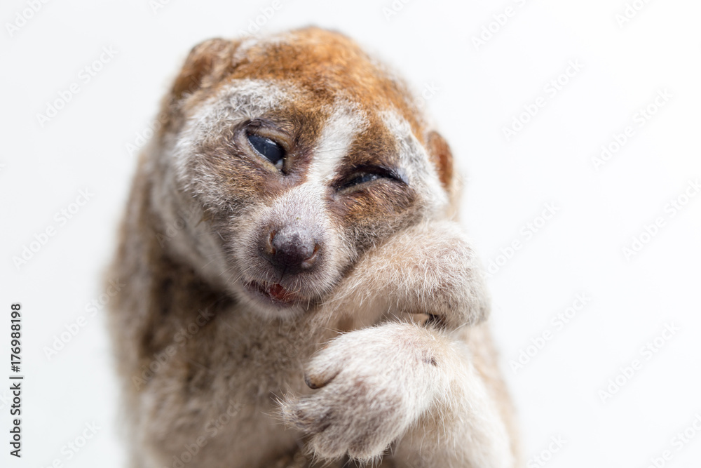 Carcass of a slow loris monkey for education. Stock Photo | Adobe Stock