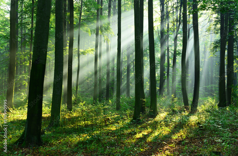 Forest landscape Stock Photo | Adobe Stock