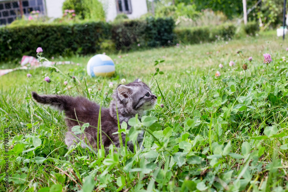 little kitten Maine Coon lifted his foot over clover and grass. first ...