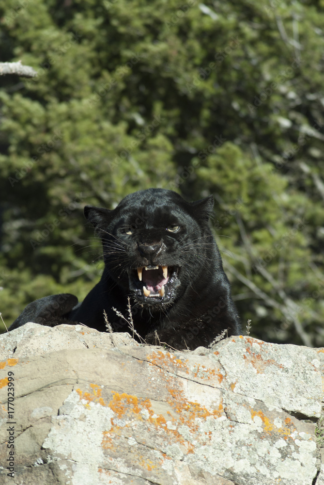 Black Leopard Roar