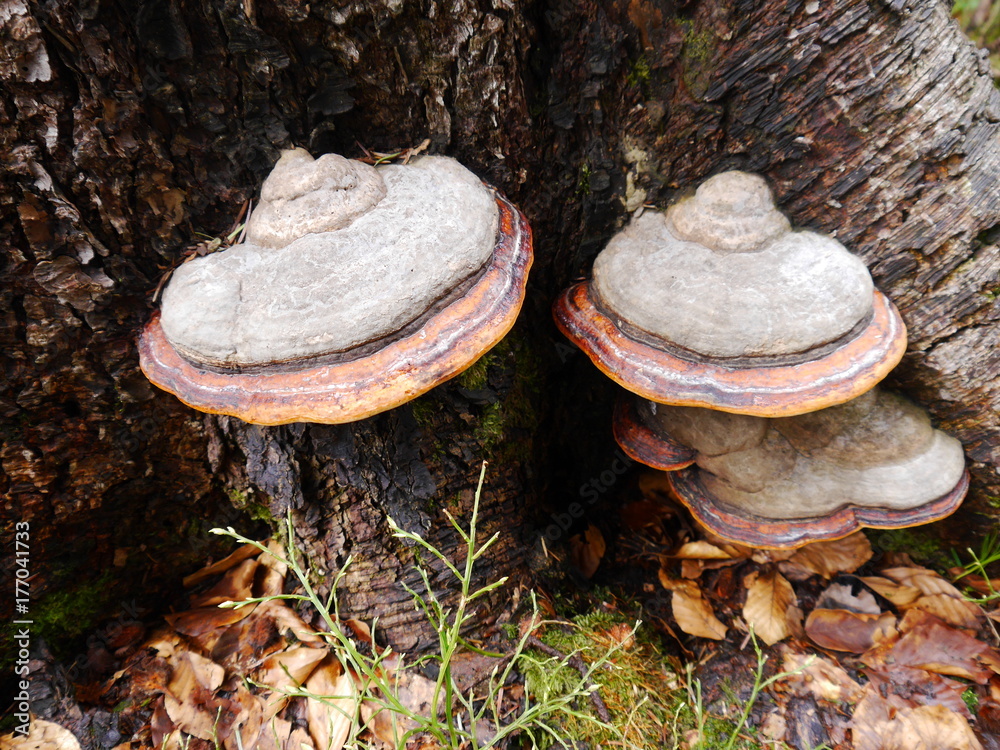 grzyb.huba Stock-Foto | Adobe Stock