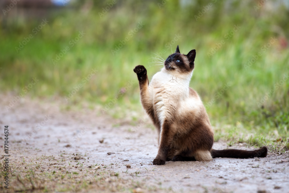 beautiful cat waves his paw in the air Stock Photo | Adobe Stock