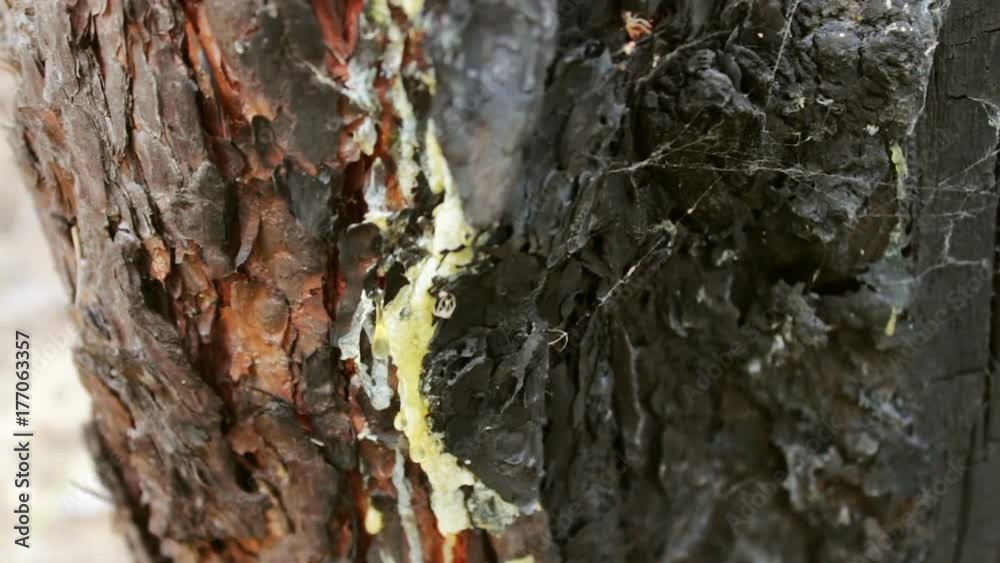 Burned and charred tree trunk close up view. A fire in forest damaged a ...