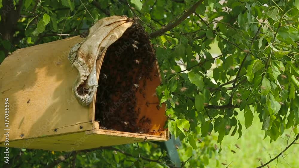 The bee family gathers in a trap for the bees. Clouse up. Stock Video ...