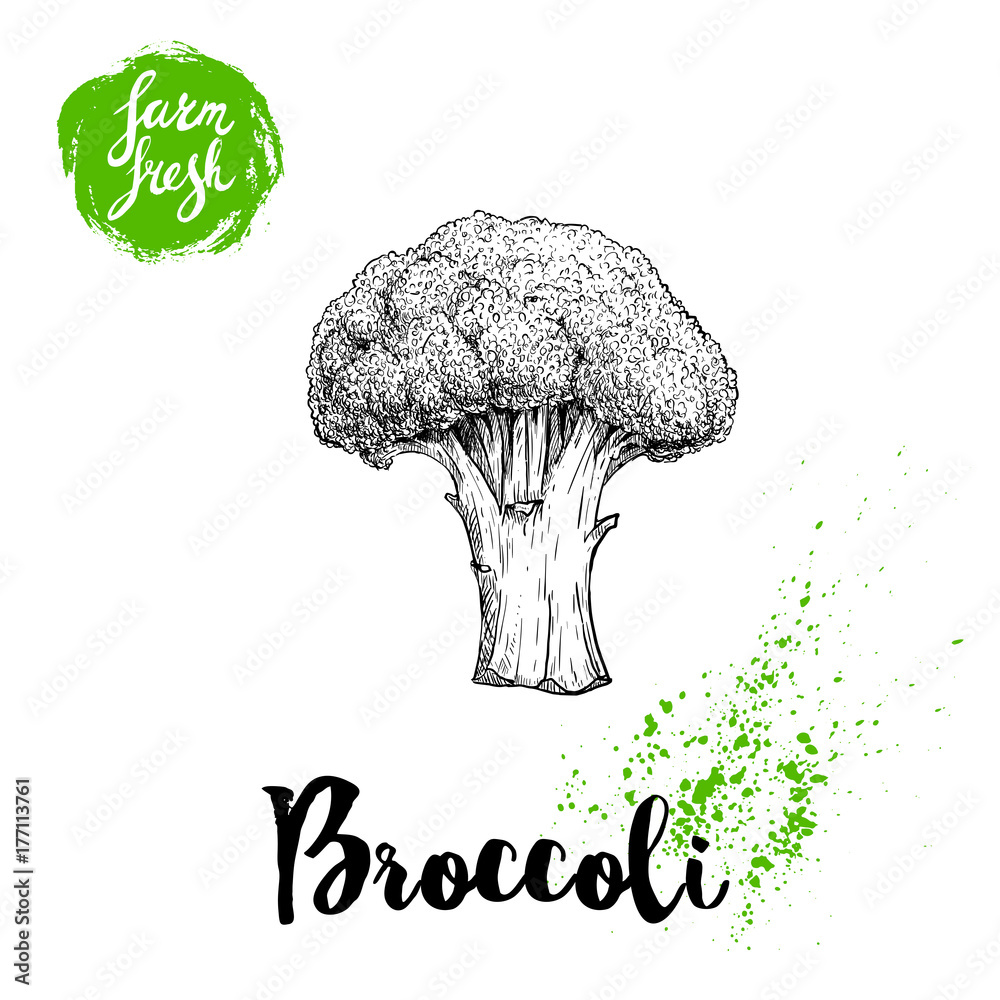 Hand drawn sketch style broccoli. Fresh farm vegetables vector ...