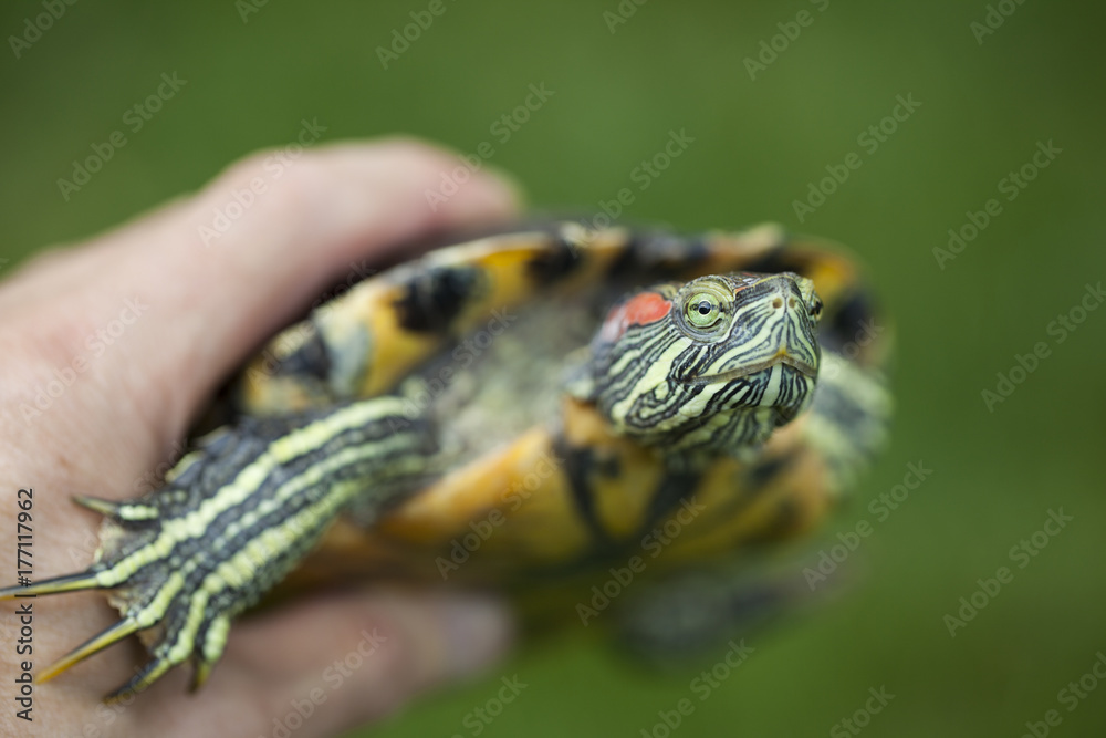 Red eared slider turtle close up portrait with shallow depth of field ...
