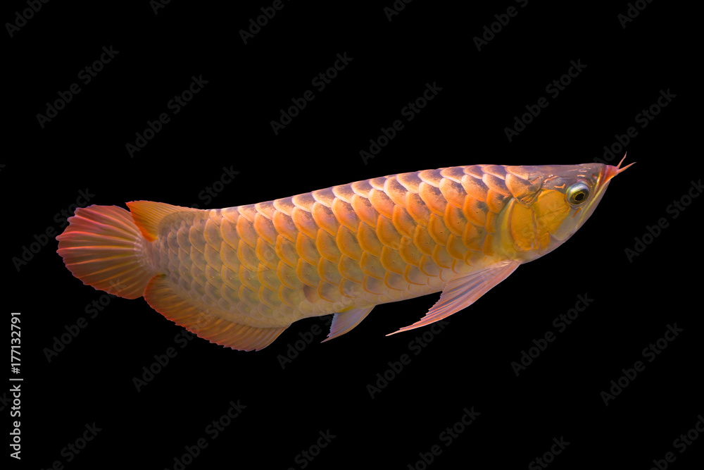 Red Arowana the Asian dragon fish Stock Photo | Adobe Stock