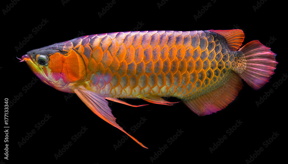 Red Arowana the Asian dragon fish Stock Photo | Adobe Stock