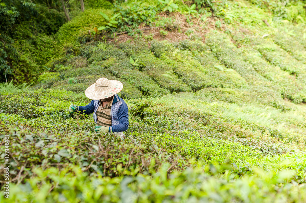 Cameron highlands, Malaysia - November , 2017 : workers remove the ...