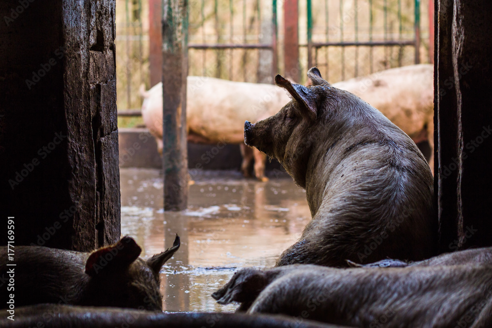 Pig farm Stock Photo | Adobe Stock