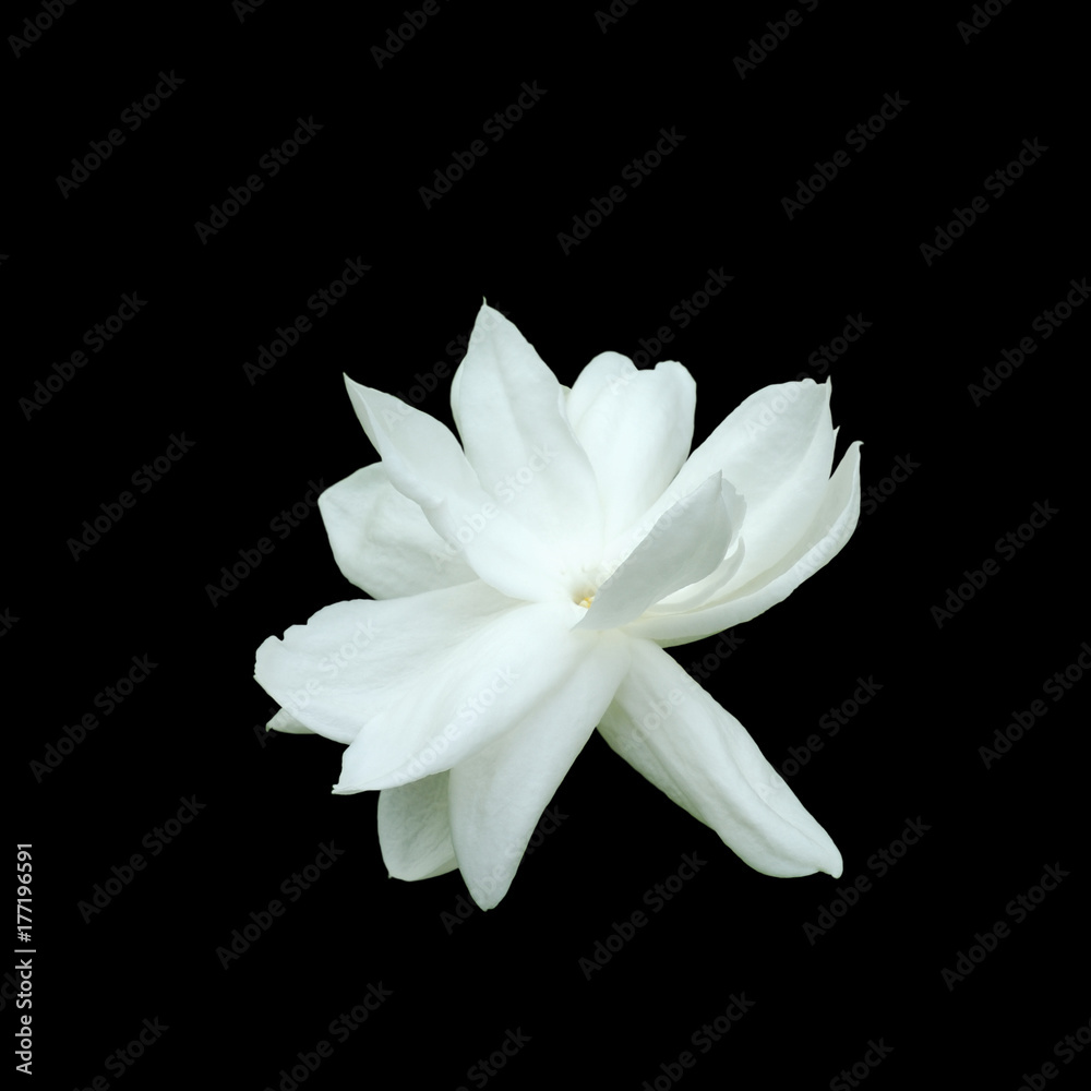 Jasmine flower black background - Download free HD wallpapers