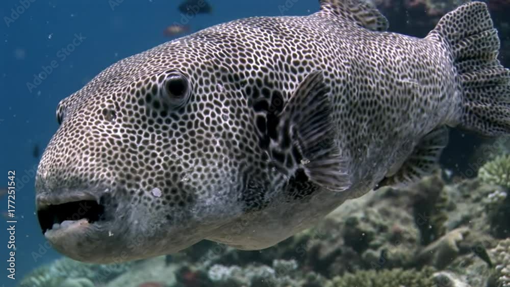 Giant pufferfish boxfish macro video closeup underwater seabed in ...