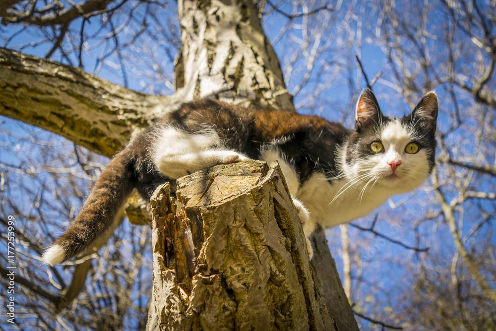 Brown And White Dappled Cat