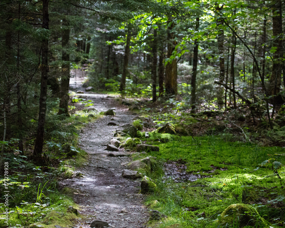 Path through the woods Stock Photo | Adobe Stock