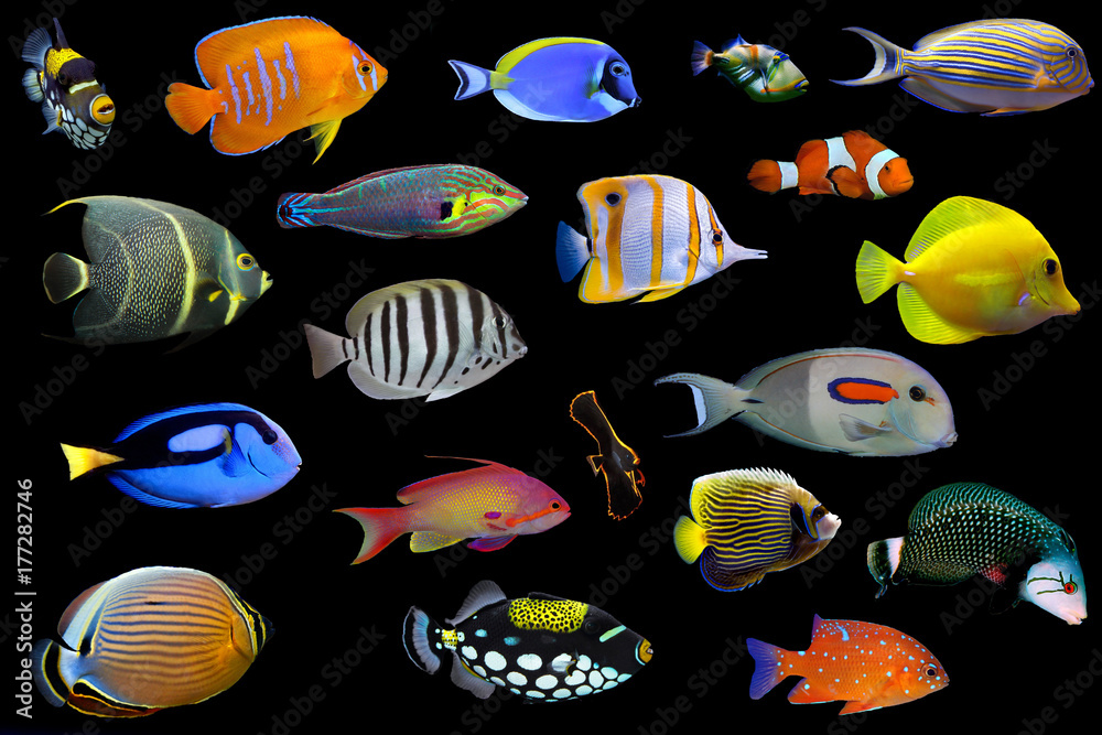 Tropical Saltwater Fish