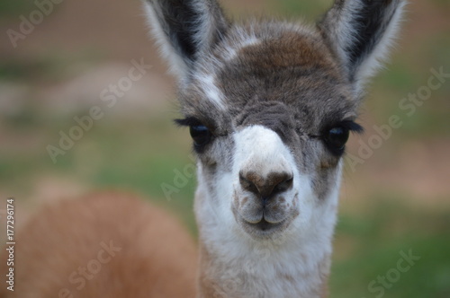Llama Eyelashes