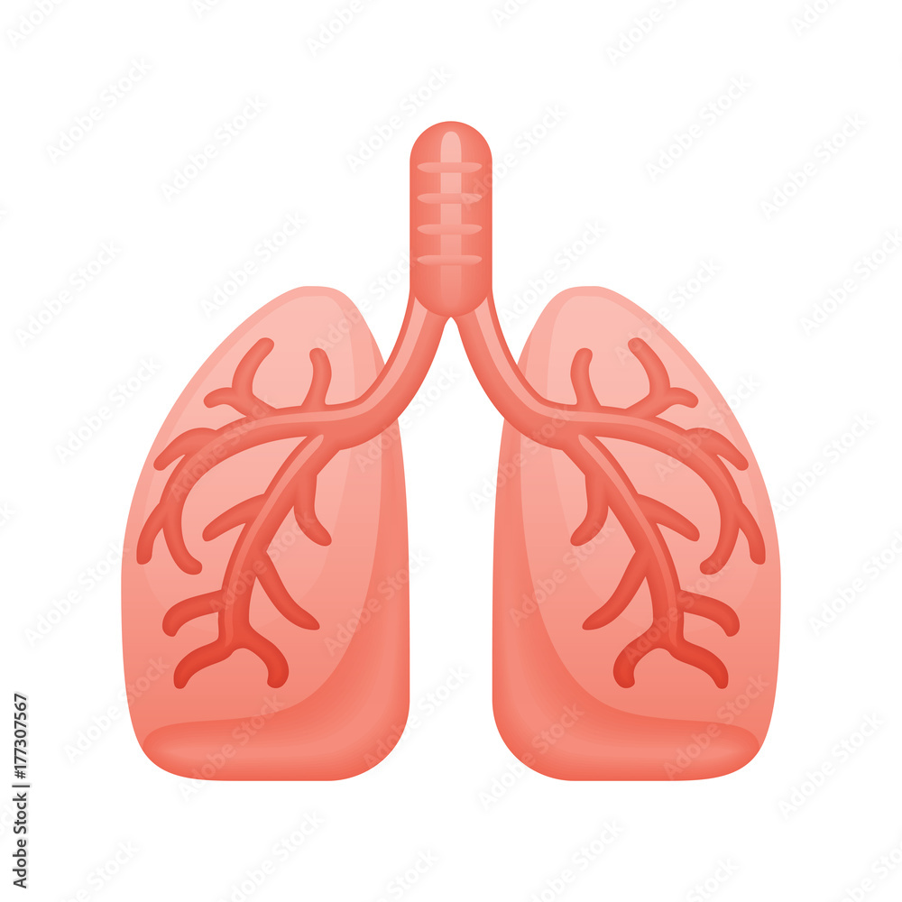 Human Lungs - Novo Icons. A professional, pixel-aligned icon designed ...