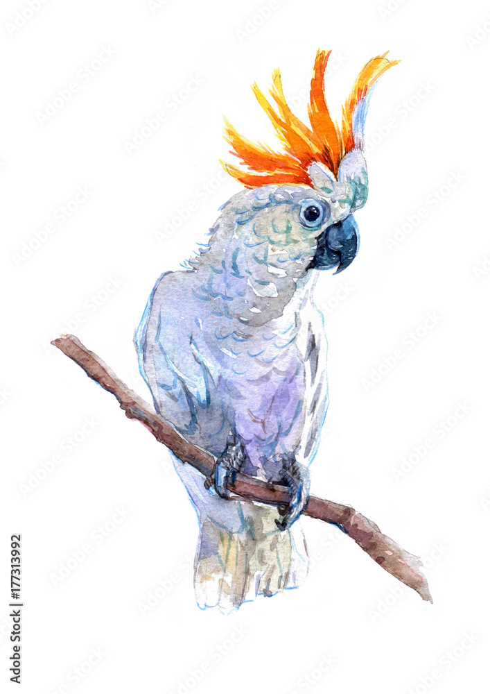 Blue Cockatoo Bird