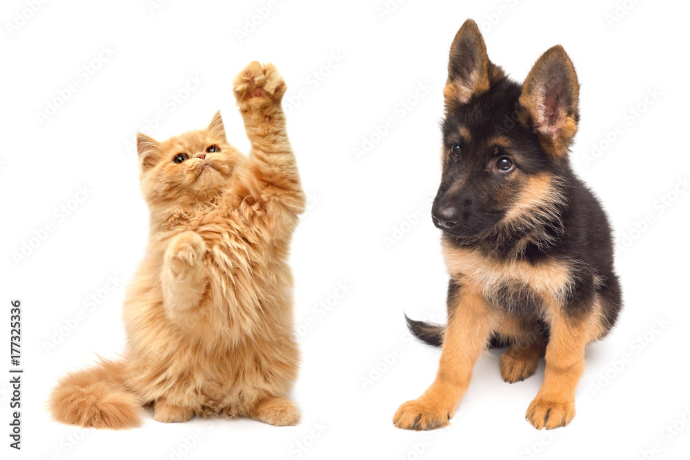 Are White German Shepherds Good With Cats