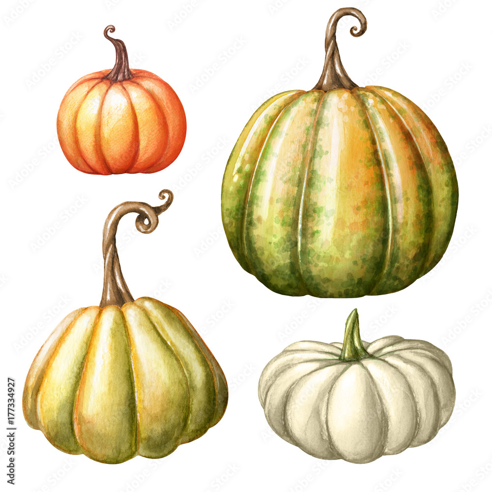 watercolor pumpkins, autumn harvest illustration set, Thanksgiving ...