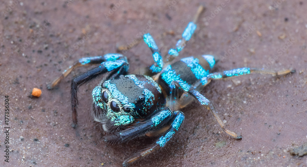 Neon Blue Jumping Spider Stock Photo | Adobe Stock