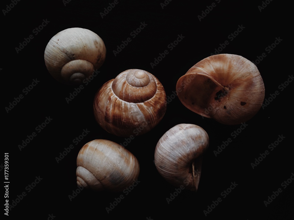 five snail shells on black background Stock Photo | Adobe Stock
