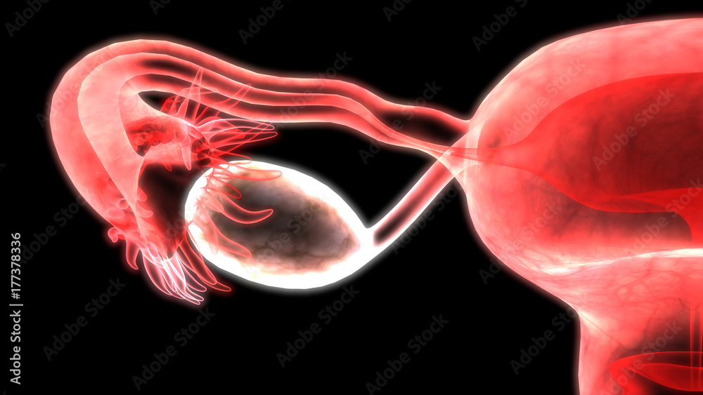 Female Reproductive System Anatomy Stock Illustration | Adobe Stock