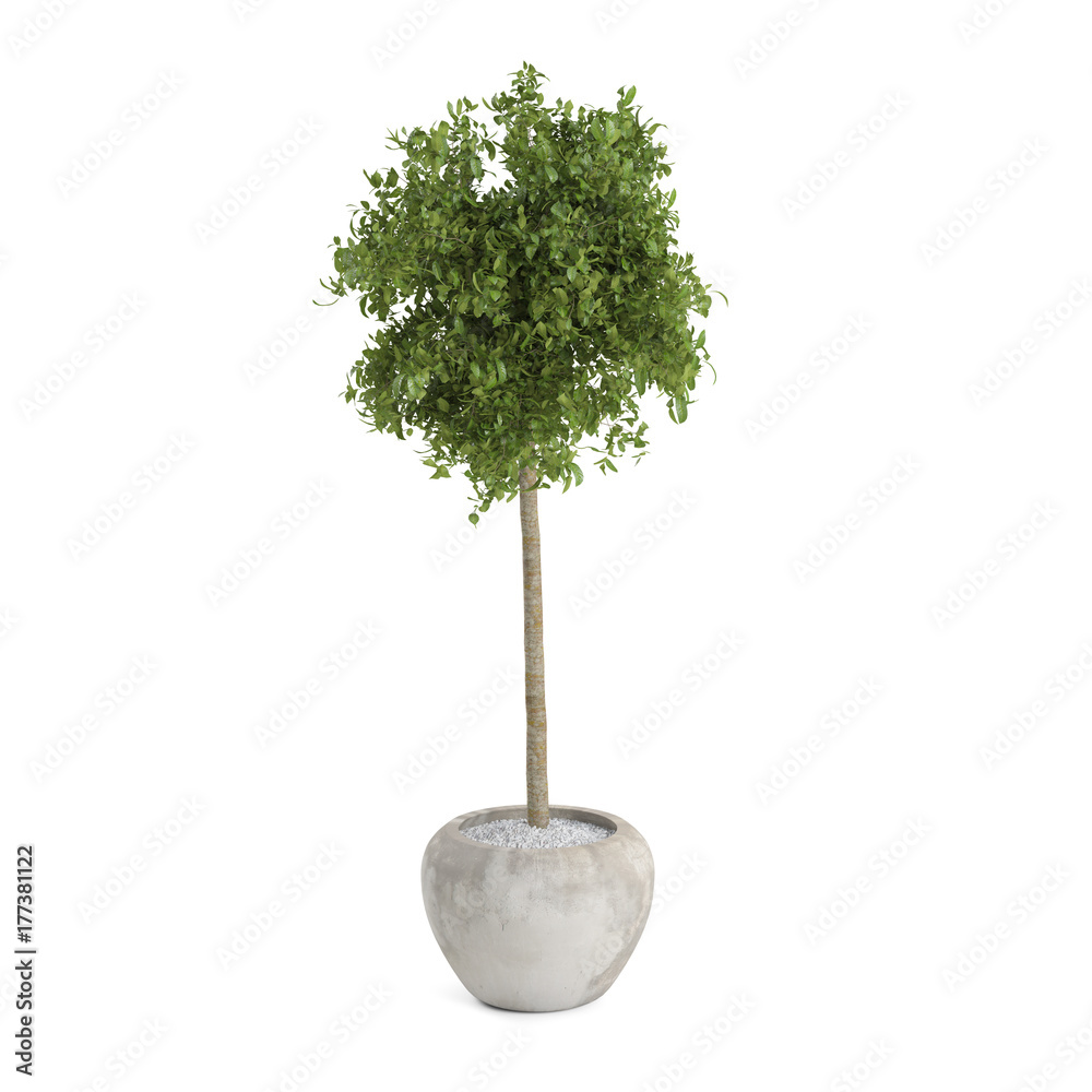 Decorative Bay Laurel tree isolated on white background. 3D Rendering ...