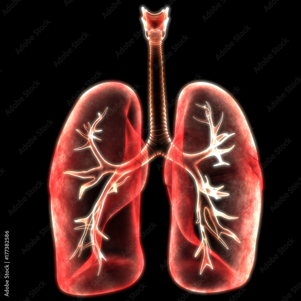 Human Body Organs (Lungs Inside Anatomy) Stock Illustration | Adobe Stock