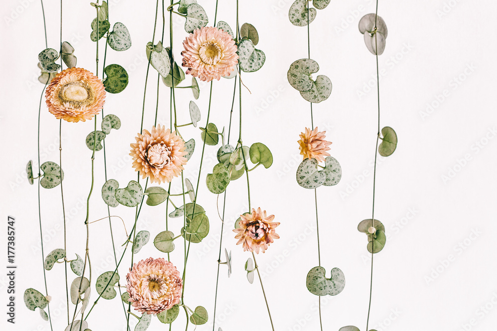 String of Hearts plant with dried pink flowers isolated on white ...