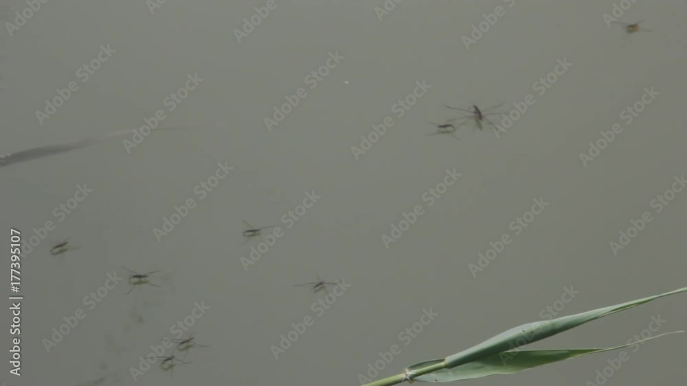 The Gerridae are a family of insects in the order Hemiptera, commonly ...