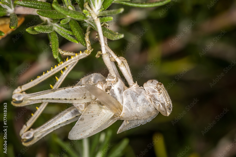 Grasshopper exoskeleton metamorphosis Stock Photo | Adobe Stock Grasshopper exoskeleton metamorphosis Stock Photo | Adobe Stock