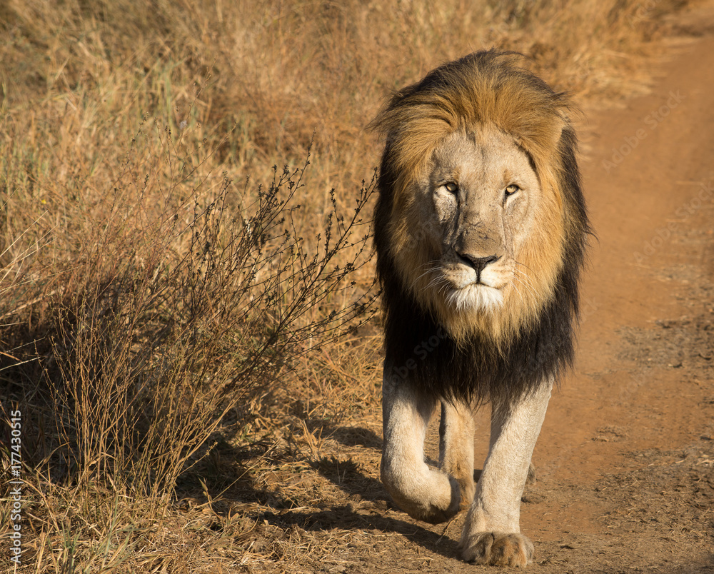 Lion walking Stock Photo | Adobe Stock