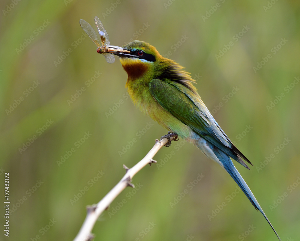 Blue-tailed bee-eater (Merops philippinus) beautiful green bird with ...