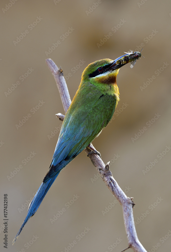 Blue-tailed bee-eater (Merops philippinus) beautiful green bird with long blue tails perching on ...