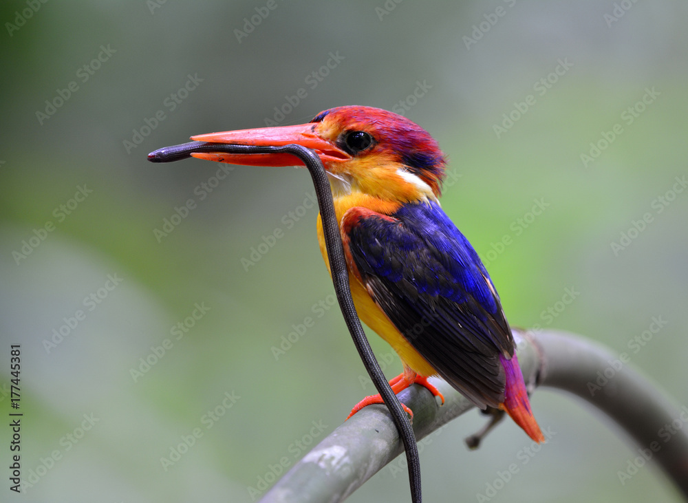 Oriental dwarf (Ceyx erithaca) or black-backed kingfisher a species of ...