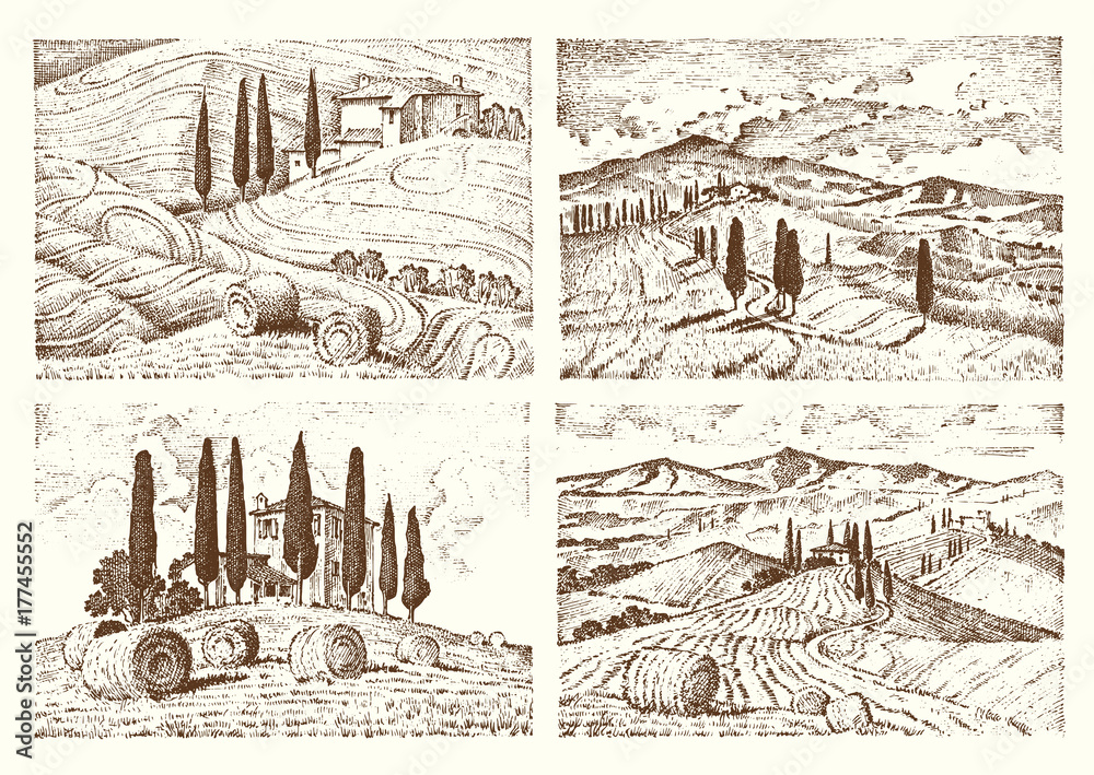 Italian Cypress Tree Drawing
