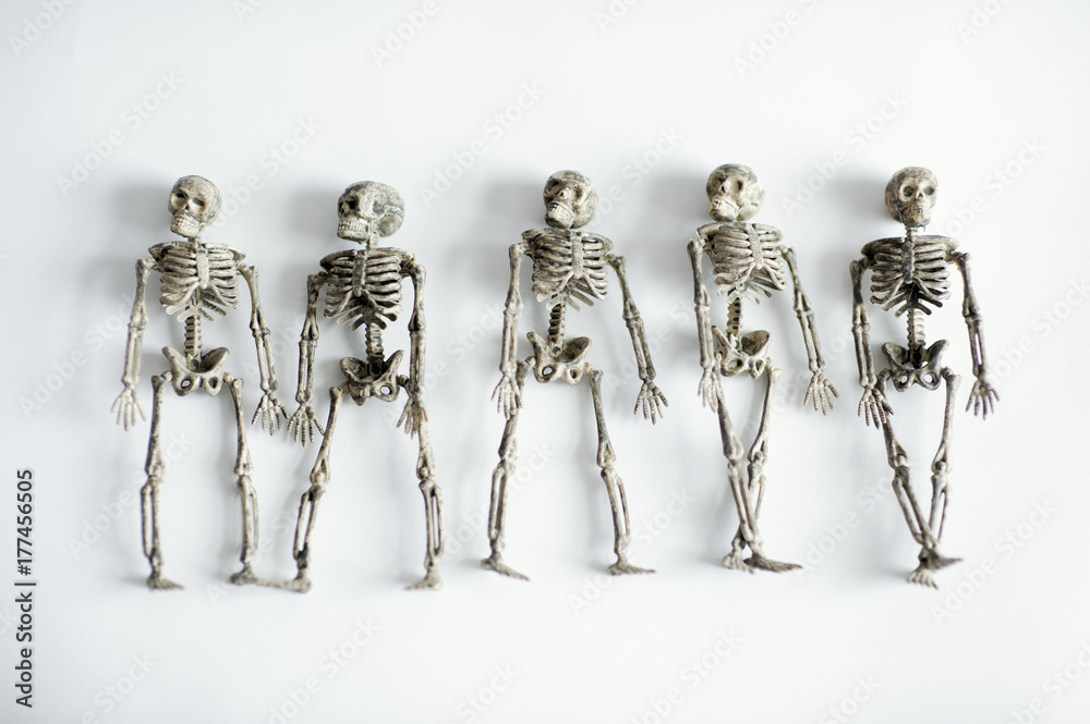 five skeletons on white Stock Photo | Adobe Stock