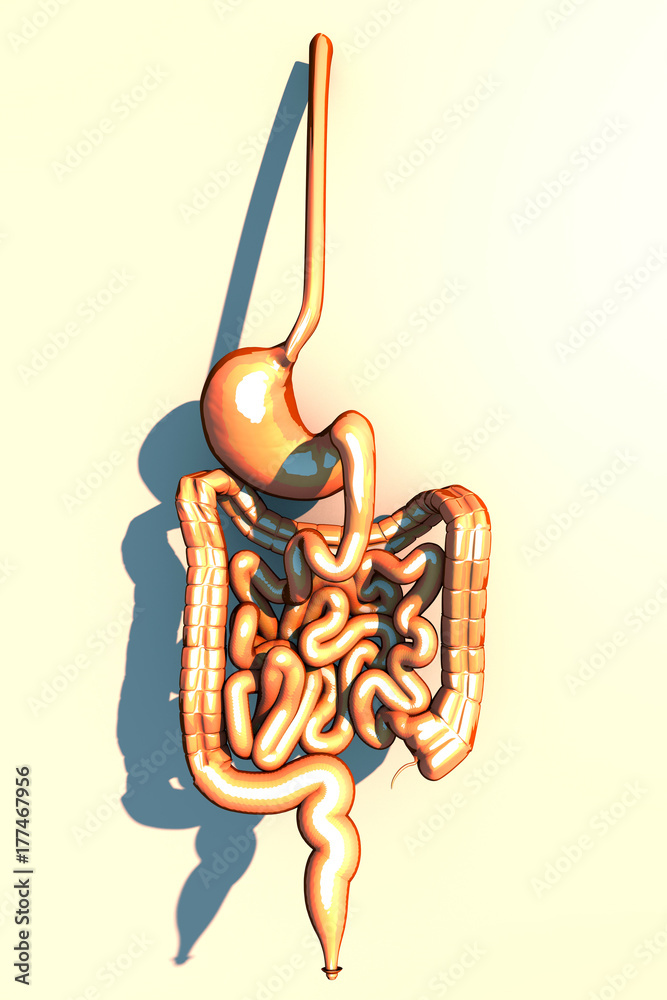 Intestino, apparato digerente, stomaco, esofago, duodeno, colon con ...