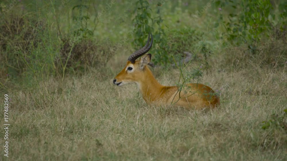 Wild puku antelope sitting in natural environment in Zambia, Africa ...