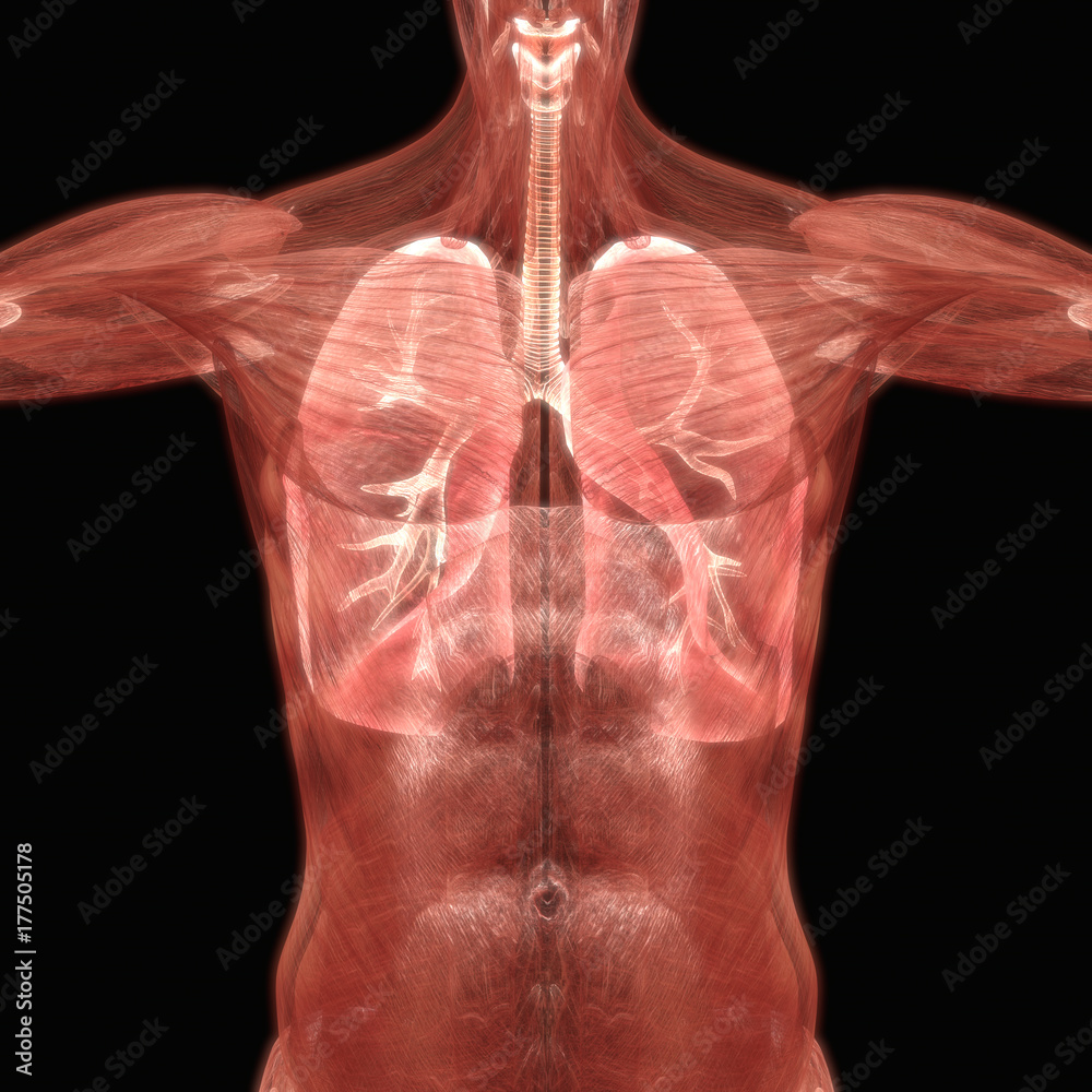 Human Lungs Inside Anatomy Stock Illustration | Adobe Stock