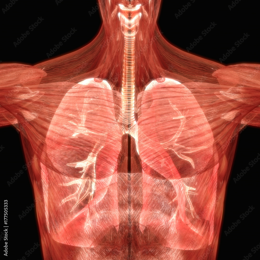 Human Lungs Inside Anatomy Stock Illustration | Adobe Stock