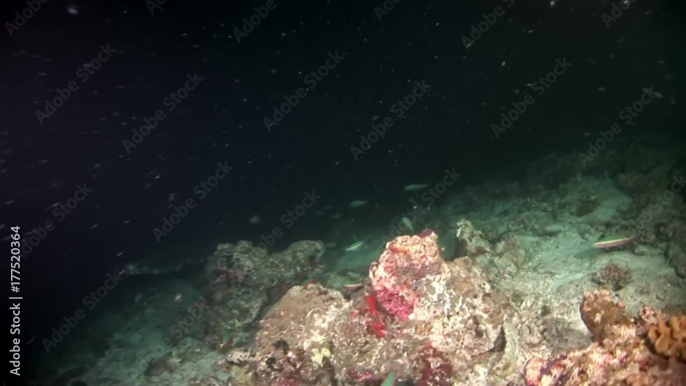 Barracuda ling sea pike fish underwater on background of seabed in ...