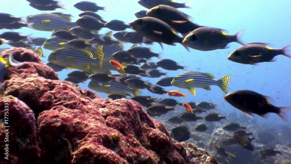 School of striped fish and lucian underwater on seabed in Maldives ...