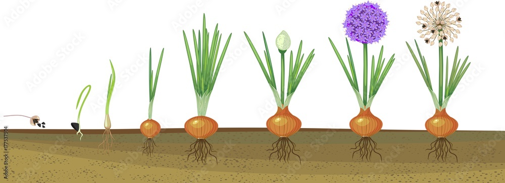 Onion life cycle. Onion growth stages from seeding to flowering and ...