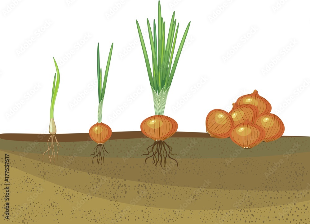 Onion growth stages. From seeding to harvesting Stock Vector | Adobe Stock