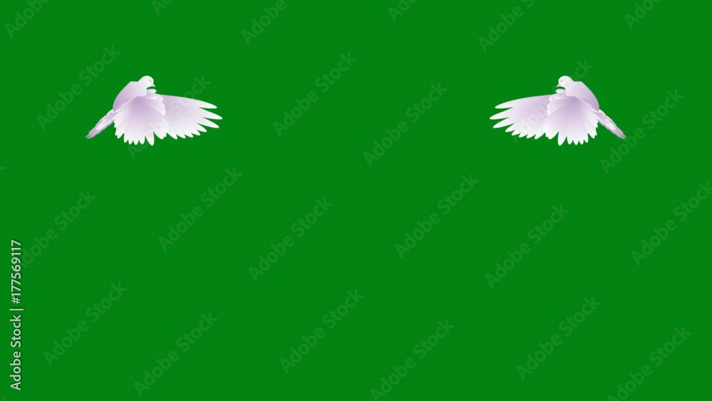 White dove in a sky . pigeon flying on the wing.A cartoon, animation ...