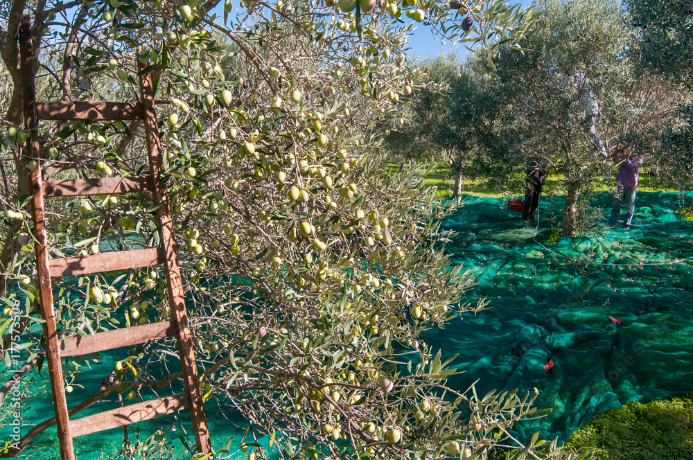 Wooden ladder leaned on an olive tree and pickers at work during ...