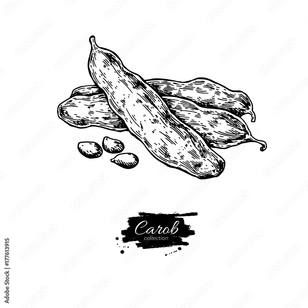 Carob vector superfood drawing. Isolated hand drawn illustratio Stock ...